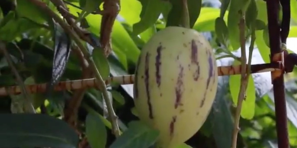 Pepinos and Potted fruit trees | Claire Bickle