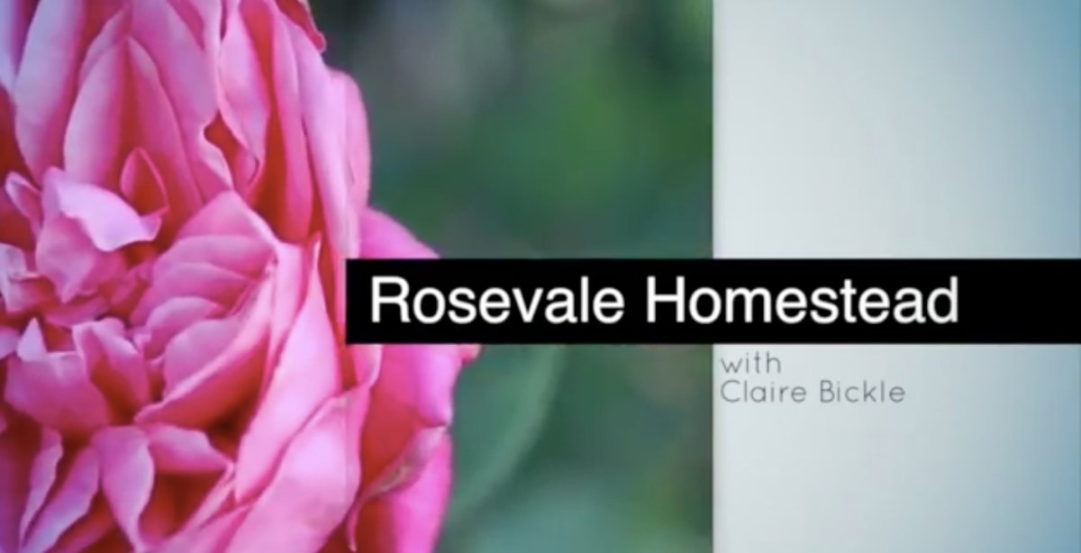 Rosevale Homestead – Heritage roses in SEQ | Claire Bickle